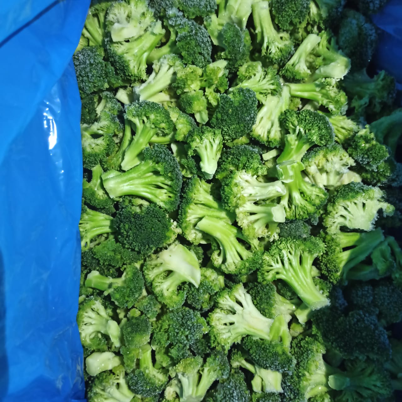 iqf broccoli - Alfa Organic | Frozen Fruits and Vegetables Export