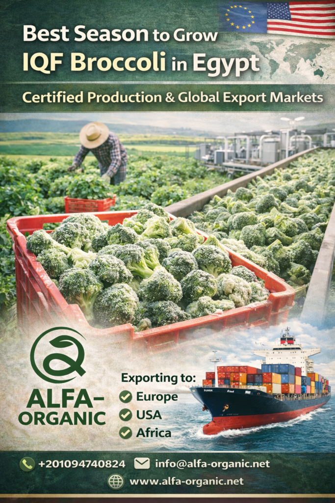 Best Season to Grow IQF Broccoli in Egypt | Certified Production ...